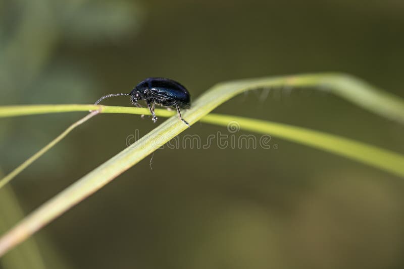 Small Insect , View from Above Stock Image - Image of wildlife, insect ...
