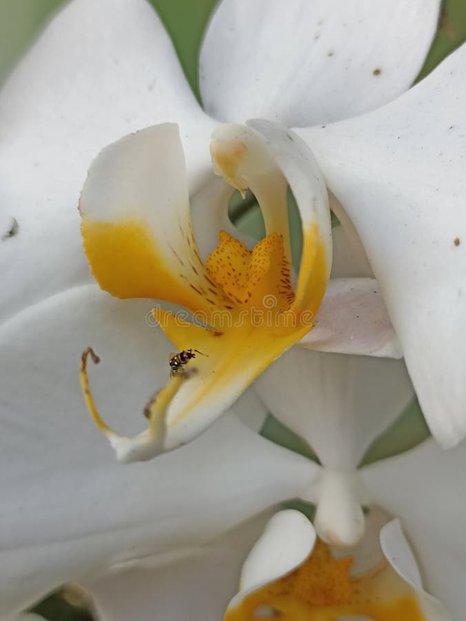 A Small Insect Was on a White Orchid Flower Stock Photo - Image of ...