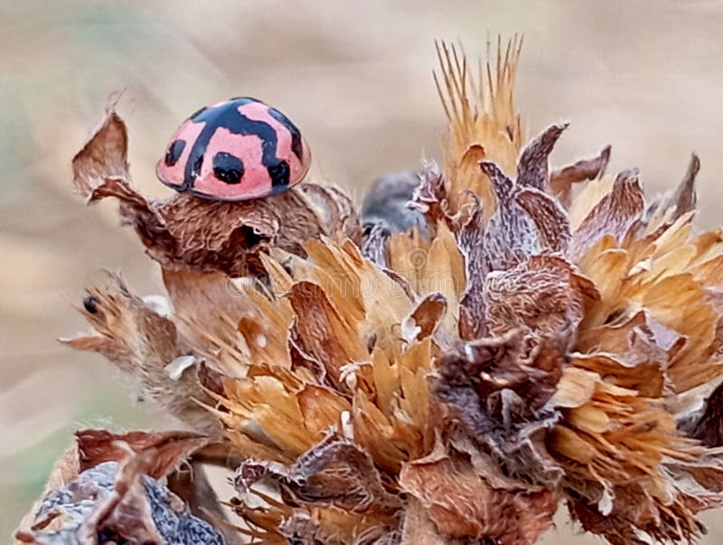Small Insects. Black Raw Color on Top of Dead and Dry Buds Stock Image ...