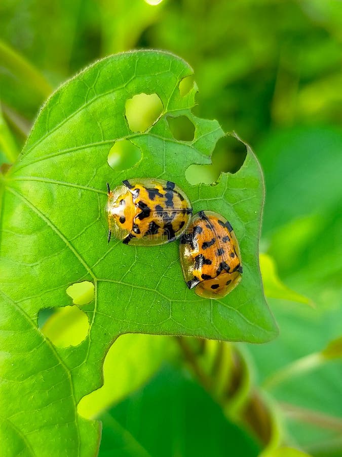 These Small Insects Called Ladybugs Usually Live in Rice Fields Stock ...
