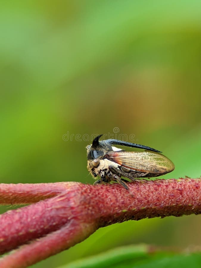 Small Insects, Classified As Plant Pests Stock Image - Image of insects ...