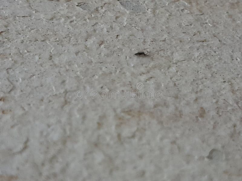 Small Insects that are always on the Damp Walls Stock Image - Image of ...