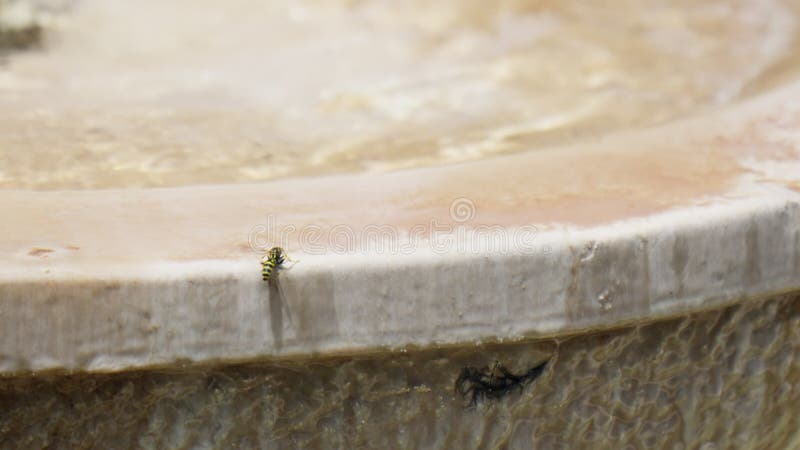 Small Insects on the Edge of a Water Feature Stock Footage - Video of ...