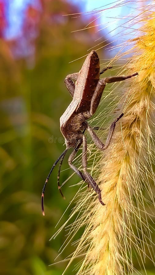 Small Insects that are so Eye-catching To Look at Closely and Magnify ...