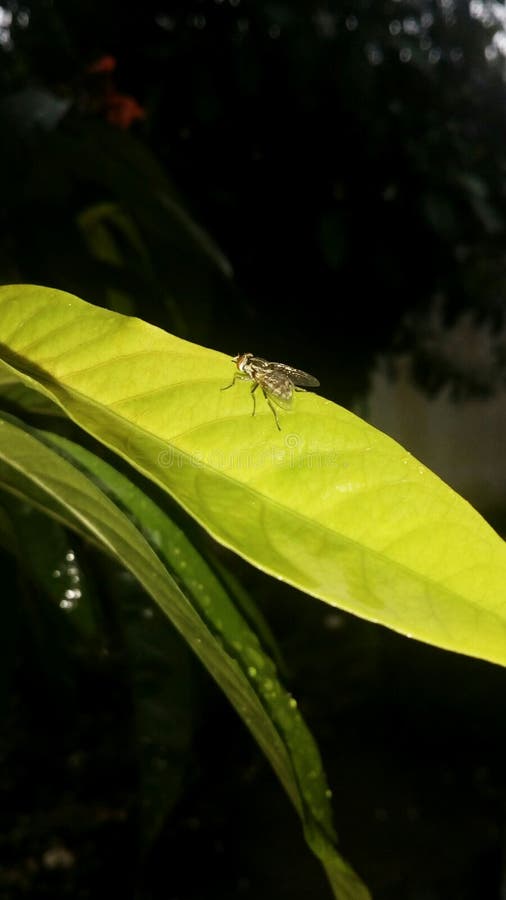 Small Insects on Green Leaf Stock Photo - Image of insects, beautiful ...