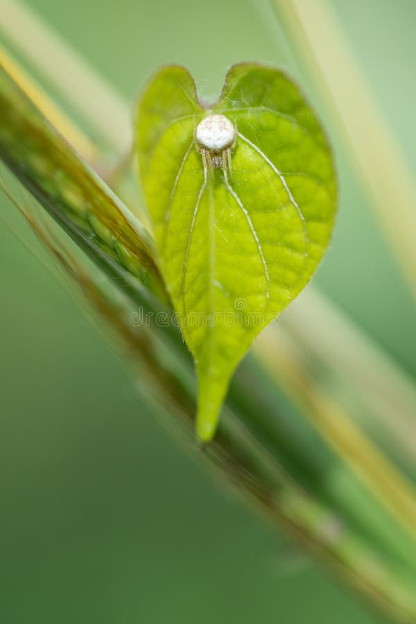 Small Insects on Green Leaves Stock Photo - Image of closeup, life ...