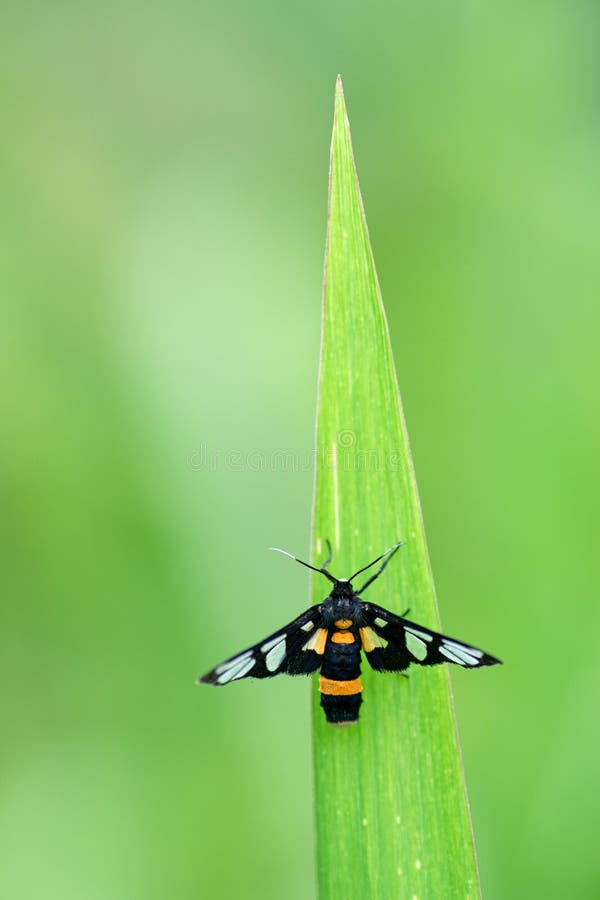 Small Insects on Green Leaves Stock Photo - Image of animal, life ...