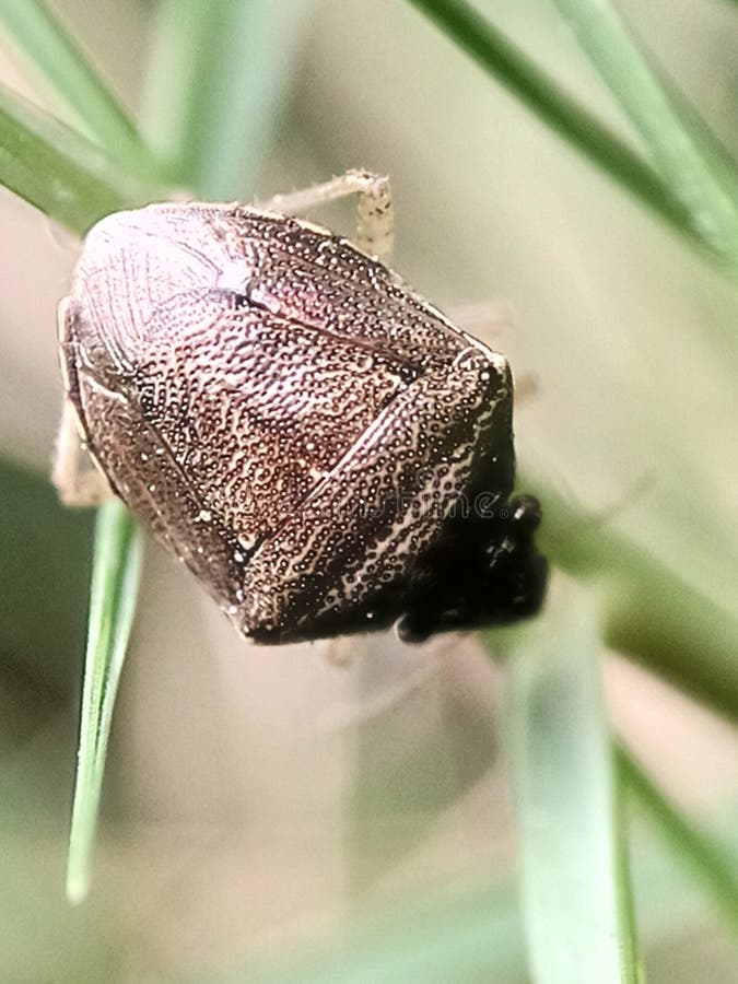 Small Insects that Land on Weeds in the Garden Stock Photo - Image of ...