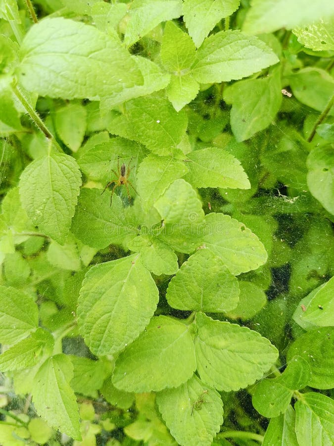 Small Insects that Live in Leaves and Grass Stock Photo - Image of ...