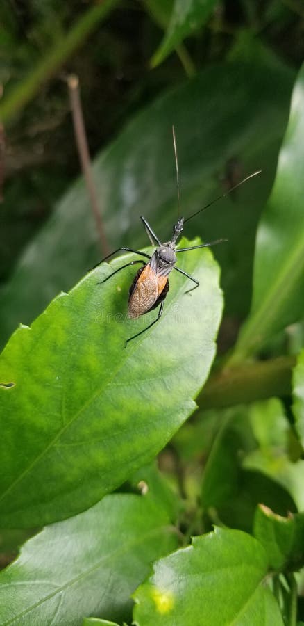 Live Oak Trees stock photo. Image of group, plant, landscape - 84277036