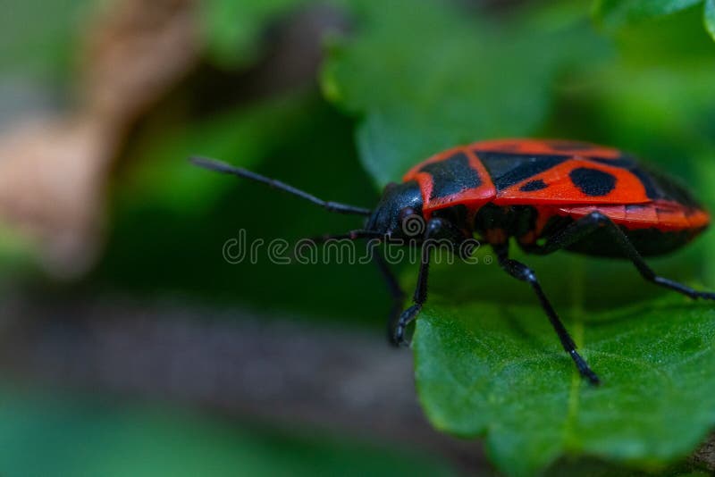 Small Insects in Macro Photography.Pyrrhocoris Stock Image - Image of ...