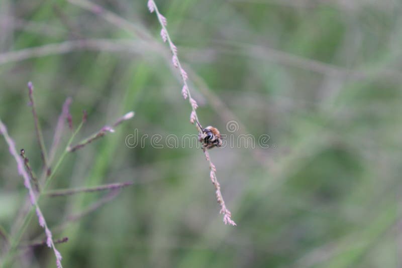 Small Insects that Perch on Weeds, Stock Image - Image of texture ...