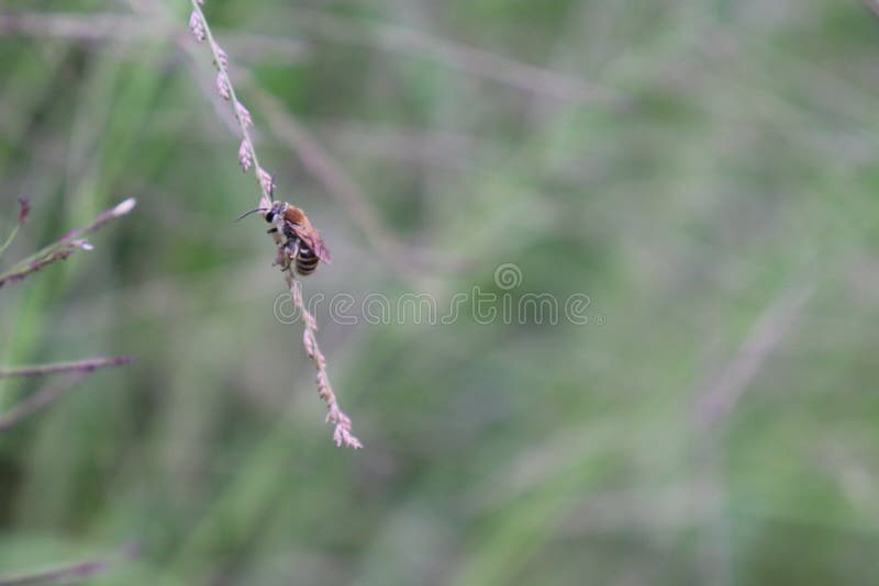 Small Insects that Perch on Weeds, Stock Photo - Image of color ...