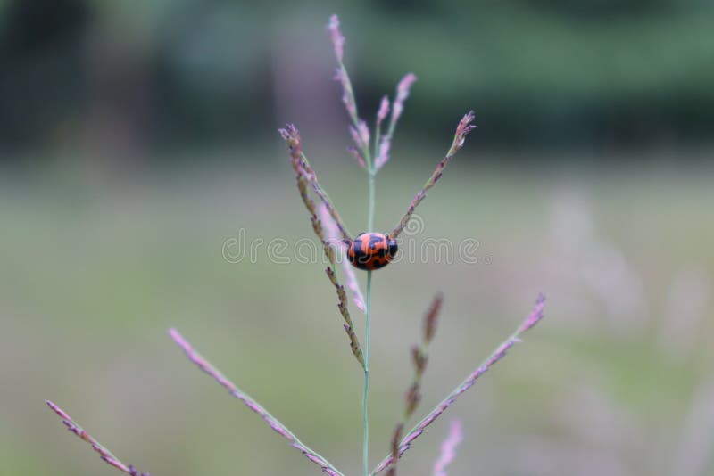 Small Insects that Perch on Weeds, Stock Photo - Image of arrangement ...