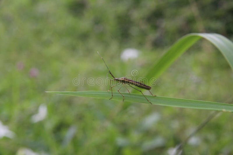 Small Insects Perched on the Leaves Stock Photo - Image of flower ...