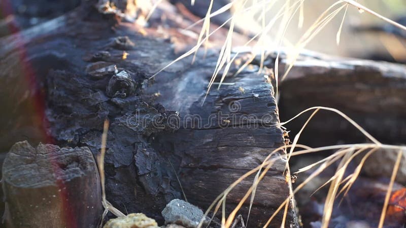 Small Insects Run and Work on Wooden Logs Close Up. the Concept of ...
