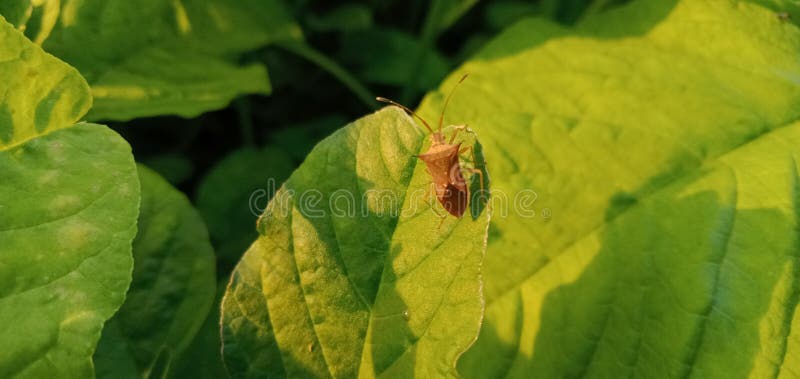 Small Insects on the Spinach Tree Stock Image - Image of food, plant ...