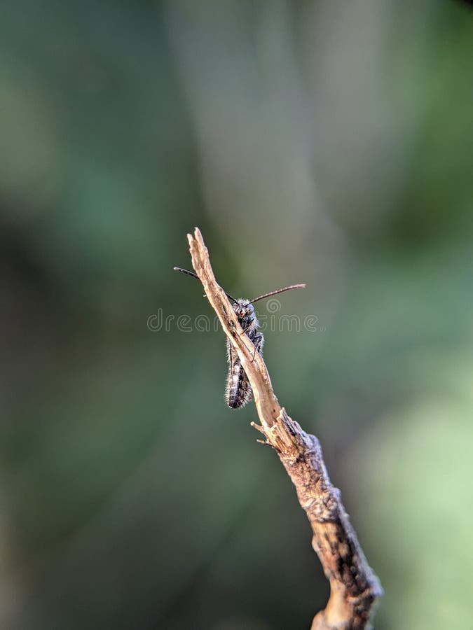 Small Insects on the Tree Enjoying the Beauty of Nature Stock Image ...