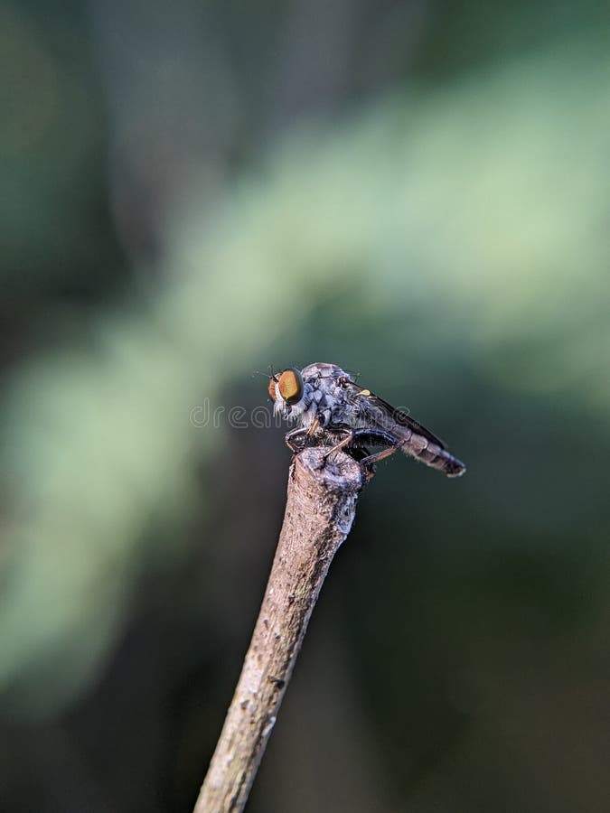 Small Insects on the Tree Enjoying the Beauty of Nature Stock Photo ...