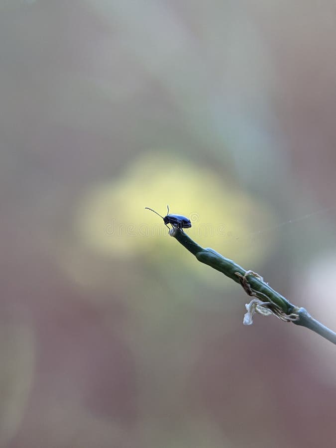 Small Insects on the Tree Enjoying the Beauty of Nature Stock Photo ...