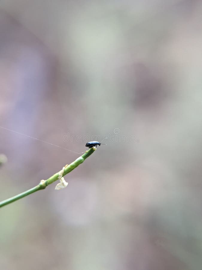 Small Insects on the Tree Enjoying the Beauty of Nature Stock Image ...