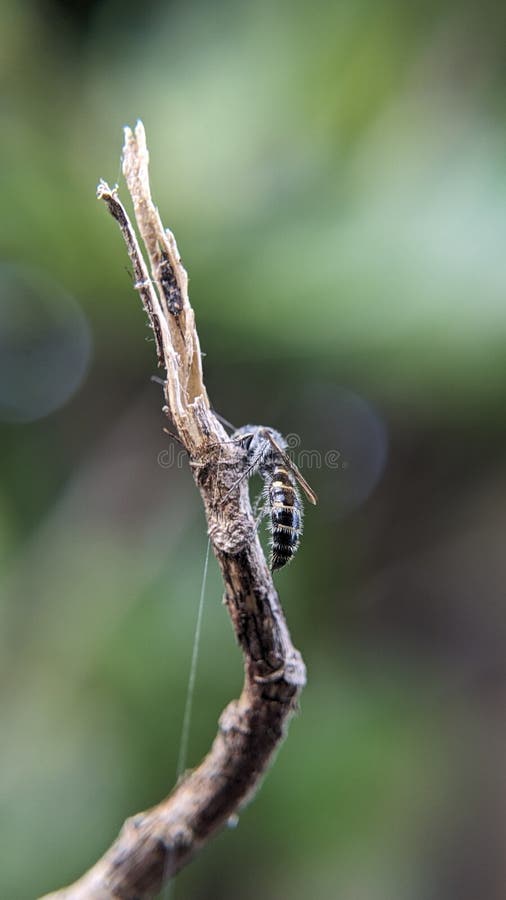 Small Insects on the Tree Enjoying the Beauty of Nature Stock Image ...