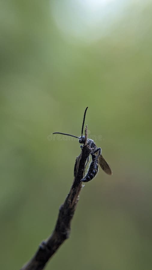 Small Insects on the Tree Enjoying the Beauty of Nature Stock Image ...