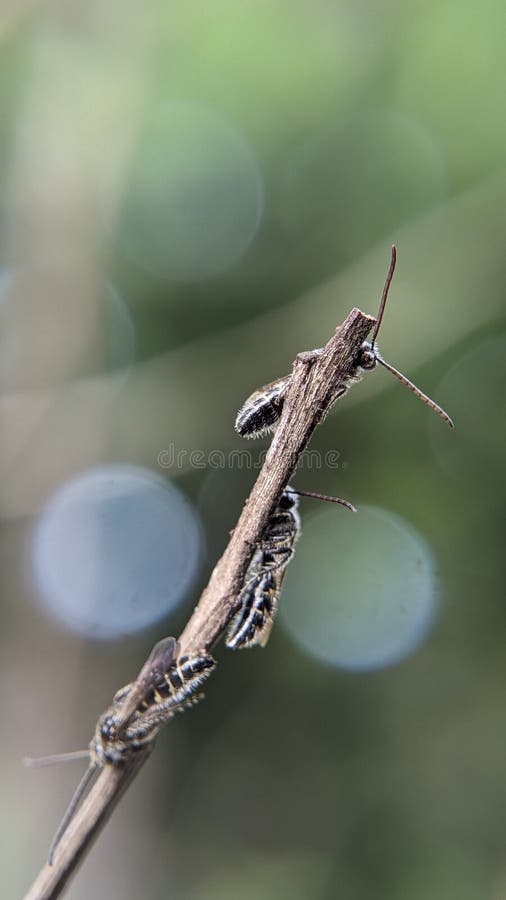 Small Insects on the Tree Enjoying the Beauty of Nature Stock Image ...