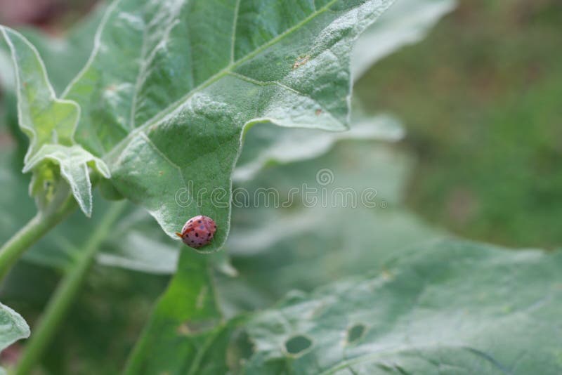 Small Insects on the Tree Selectable Focus, Natural Beauty Stock Image ...