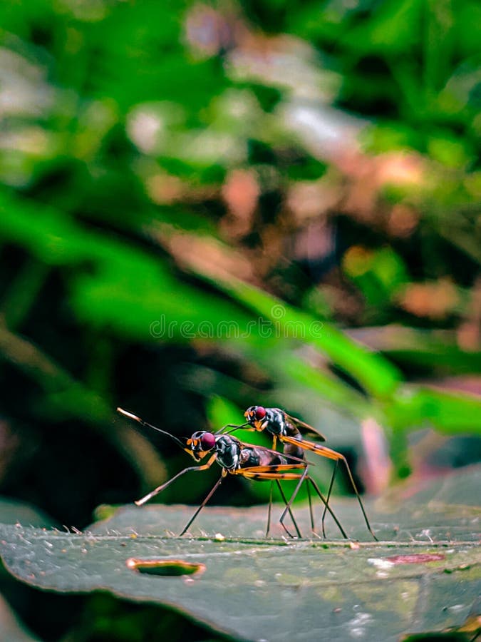 Micropezidae stock photo. Image of plant, insects, life - 317154604