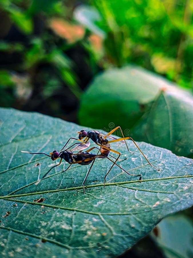 Micropezidae stock photo. Image of insects, plant, micropezidae - 317154610