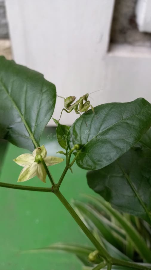 Small Insects that are Unique To Indonesia Grasshopper Stock Photo ...