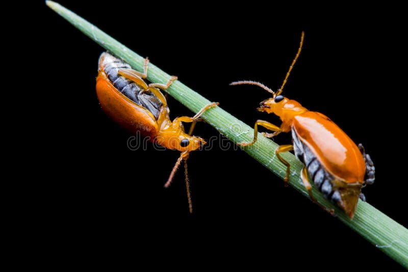 Small insect stock image. Image of small, cockroach, isolated - 75825665