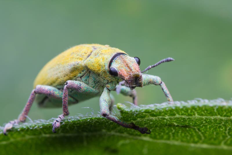 Small insects stock image. Image of sitting, together - 75826489