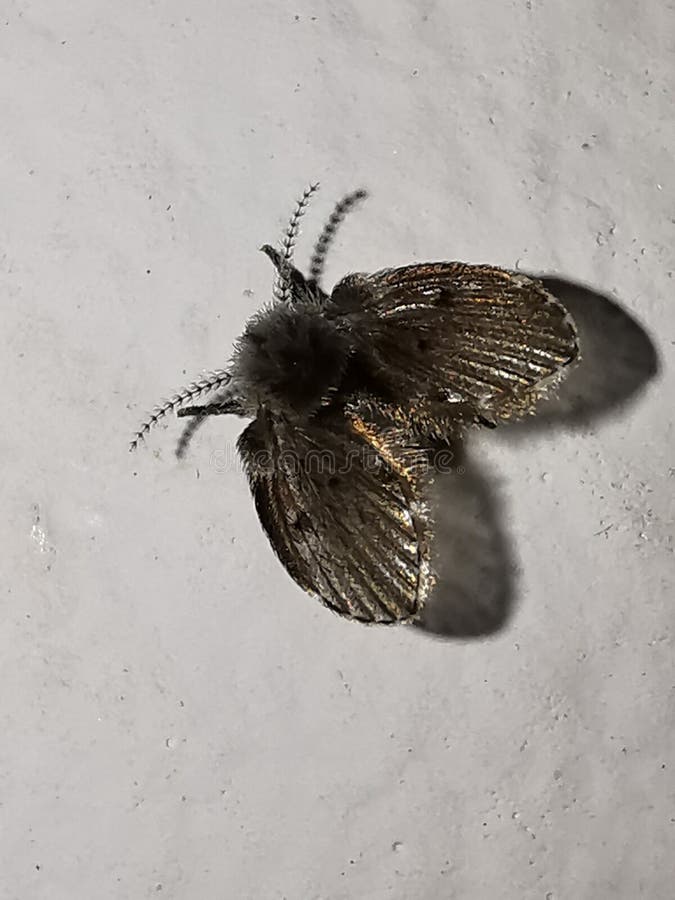 Very Small Butterfly-like Insects. in Photos Using a Super Macro Camera ...