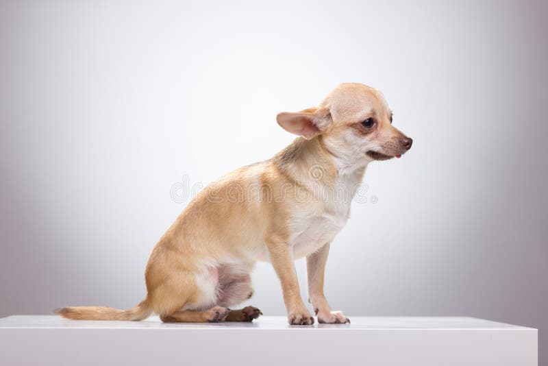 Small Chivava Stock Photos - Free & Royalty-Free Stock Photos from ...