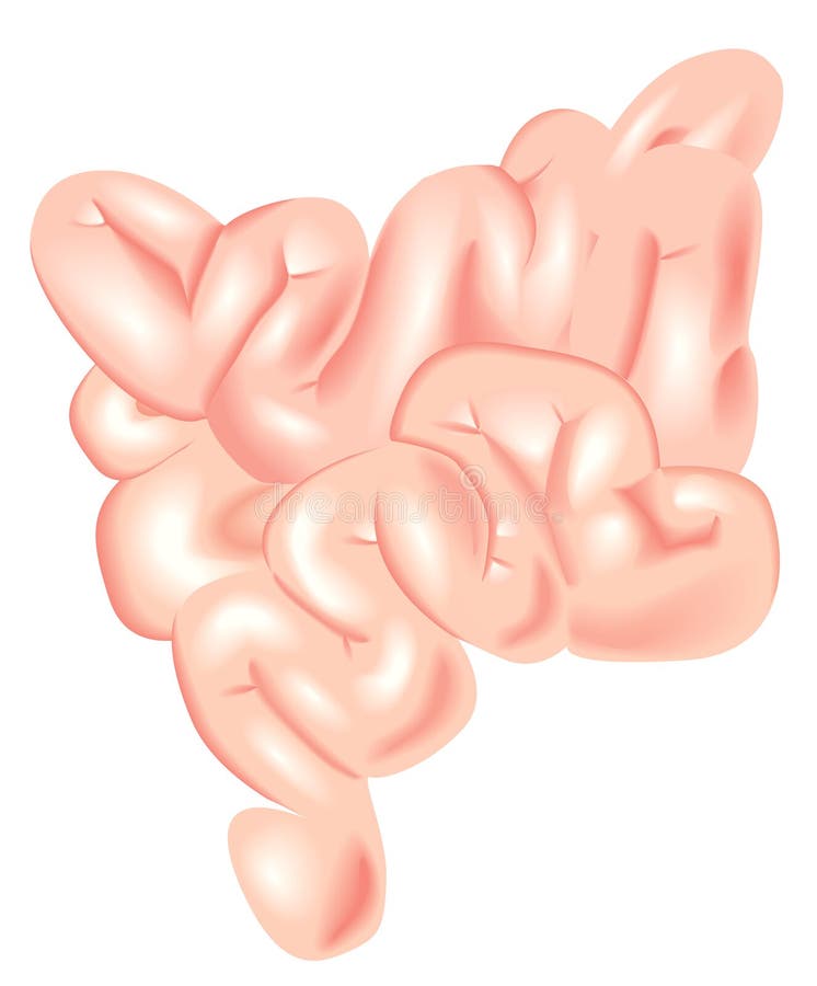 Small intestine stock illustration. Illustration of digestive - 56141198