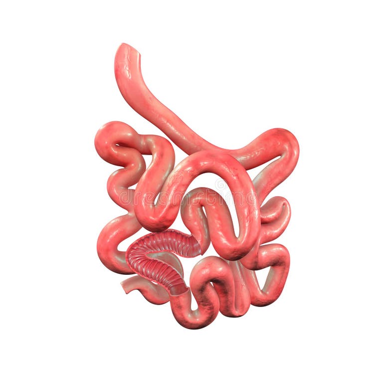 Intestine Transparent Stock Illustrations – 1,759 Intestine Transparent ...