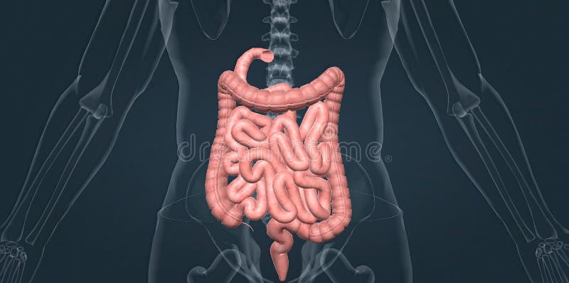 The Small Intestine is Connected To the Large Intestine, Also Called ...