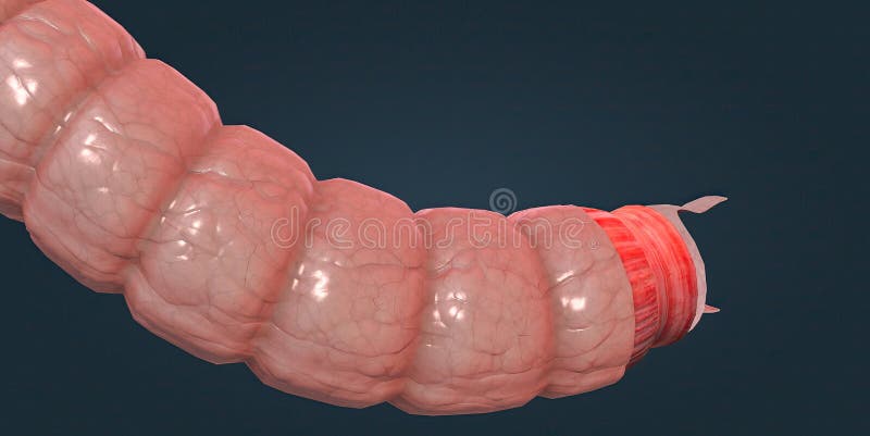 The Human Intestines Function To Absorb Digestive Products and Have ...