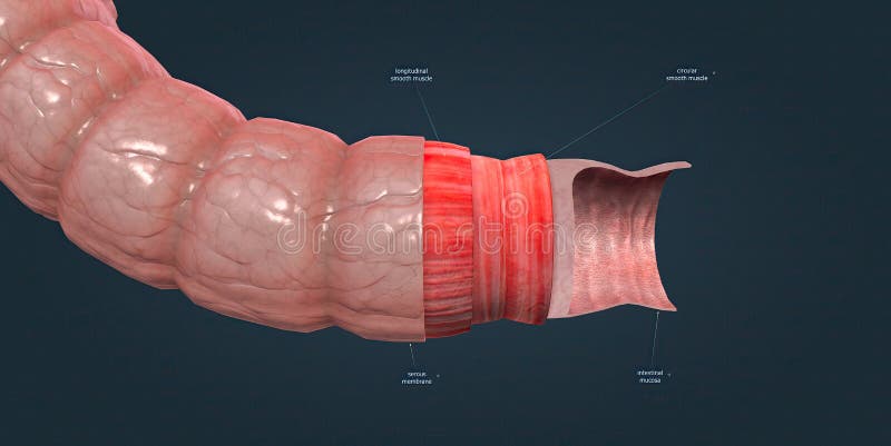 The Human Intestines Function To Absorb Digestive Products and Have ...