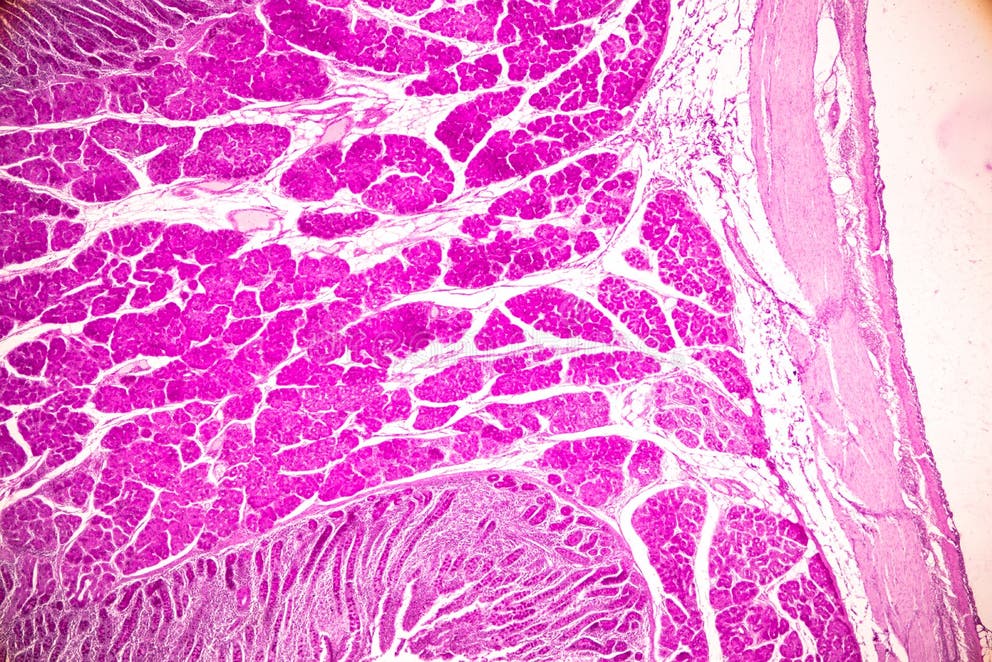 Small Intestine Duodenum and Vermiform Appendix Human Under the ...