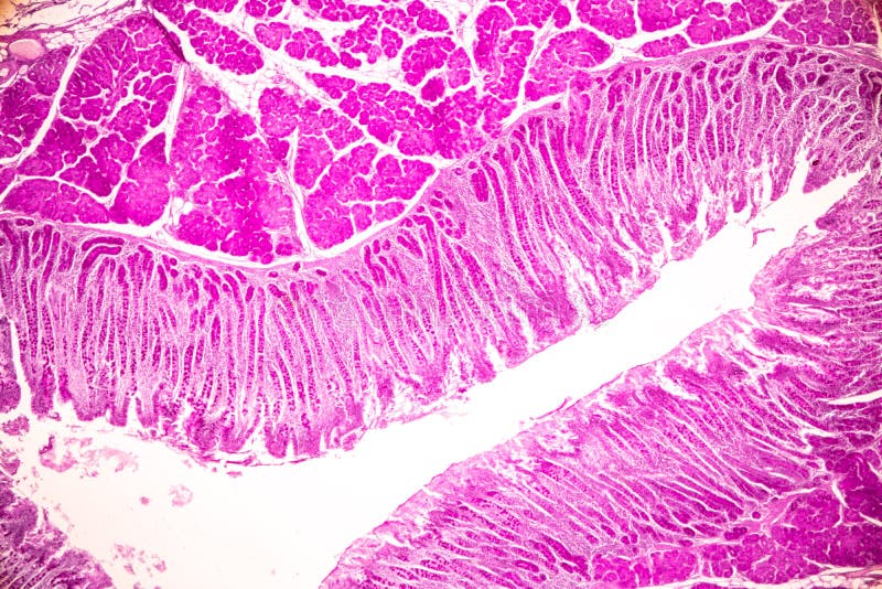 Large Intestine Histology Slides