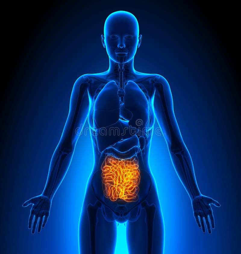 Small Intestine - Female Organs - Human Anatomy Stock Illustration ...