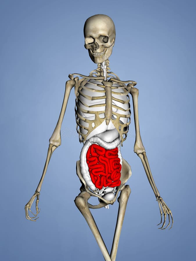 Small Intestine, Female Skeleton, 3D Human Model Stock Illustration ...