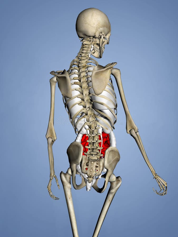 Small Intestine, Female Skeleton, 3D Human Model Stock Illustration ...