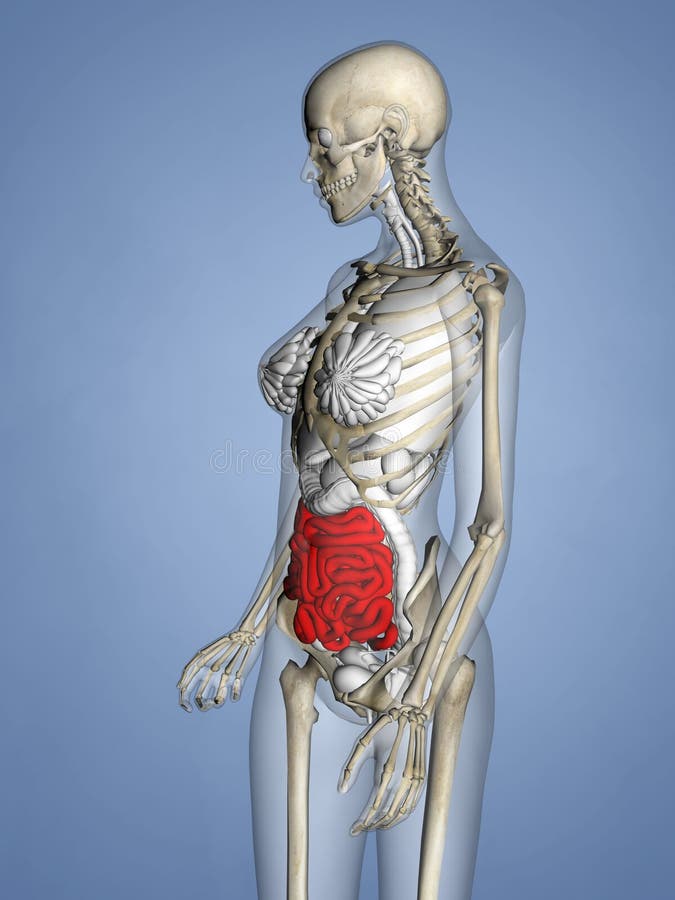 Small Intestine, Female Skeleton, 3D Human Model Stock Illustration ...