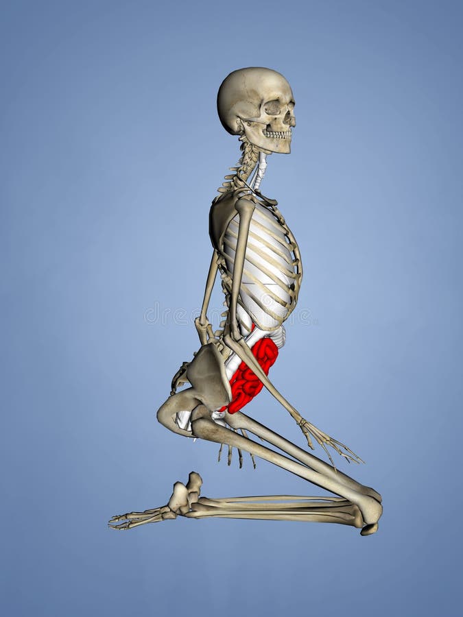 Small Human Skeleton Stock Illustrations – 900 Small Human Skeleton ...