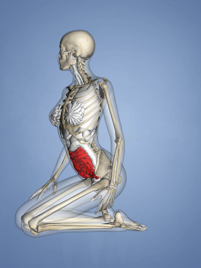 Small Intestine, Female Skeleton, 3D Human Model Stock Illustration ...