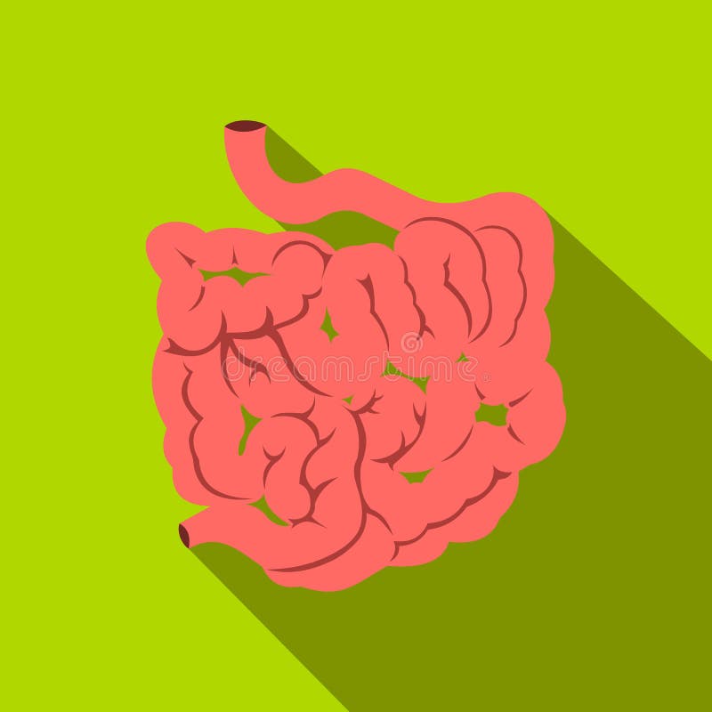 Small intestine icon stock vector. Illustration of clipart - 79521543